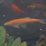 Best Types of Pond Fish for Outdoor Ponds (Big & Small Fish) - Pond ...