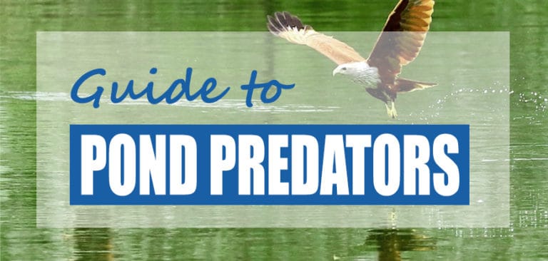 The Most Dangerous Koi & Goldfish Predators (Protection Methods) - Pond ...