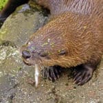 Most Dangerous Koi & Goldfish Predators (Protection Methods) - Pond ...