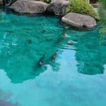 Koi Sunburn Treatment Guide (How To Prevent) - Pond Informer