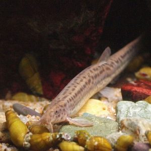 10 Unusual Pond Fish Species (Strange Pond Fish) - Pond Informer