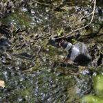 The Best Lake Muck Blower 2022 (Muck Removal Machines) - Pond Informer