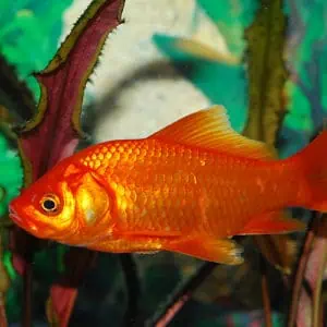 6 Small Pond Fish Species (Best Small Pond Fish) - Pond Informer