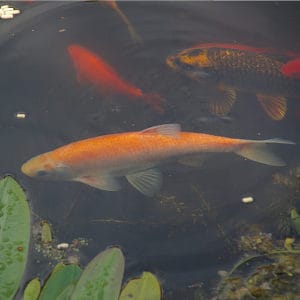 10 Unusual Pond Fish Species (Strange Pond Fish) - Pond Informer