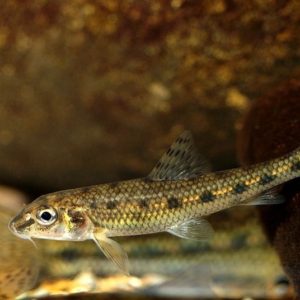 List of Unusual Pond Fish Species (The Strangest Fish!) - Pond Informer