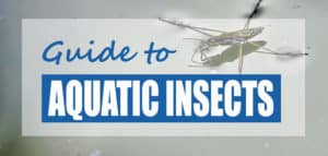 List of Common Aquatic Pond Insects (Pictures & Identification) - Pond ...