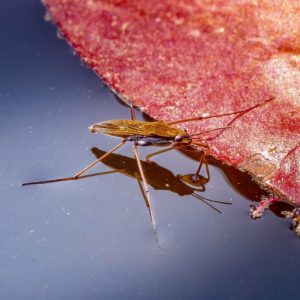 List of Common Aquatic Pond Insects (Pictures & Identification) - Pond Informer
