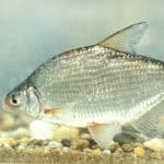 10 Unusual Pond Fish Species (Strange Pond Fish) - Pond Informer