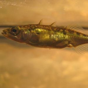 List of Unusual Pond Fish Species (The Strangest Fish!) - Pond Informer