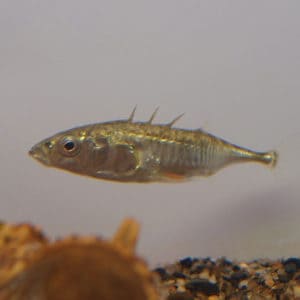 List of Unusual Pond Fish Species (The Strangest Fish!) - Pond Informer