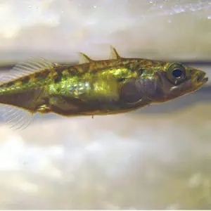 6 Small Pond Fish Species (Best Small Pond Fish) - Pond Informer
