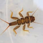 List of Common Aquatic Pond Insects (Pictures & Identification) - Pond ...