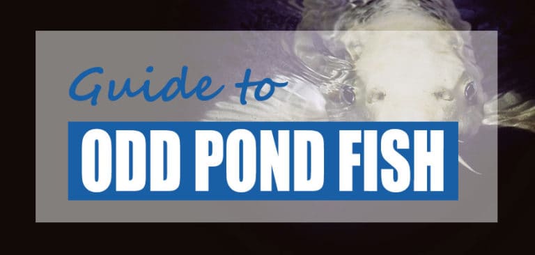 List of Unusual Pond Fish Species (The Strangest Fish!) - Pond Informer