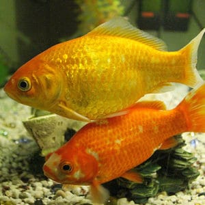 10 Unusual Pond Fish Species (Strange Pond Fish) - Pond Informer