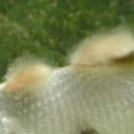 Koi Fungus Treatment & Identification 2022 (Pictures & Care) - Pond ...