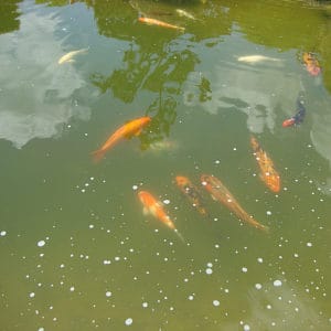 Koi Fungus Treatment & Identification (Pics & Facts) - Pond Informer