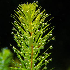 Hornwort Facts, Care & Planting (Ceratophyllum demersum) - Pond Informer