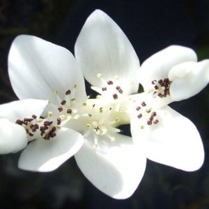 Water Hawthorn Facts, Care & Planting Guide (Aponogeton distachyos ...