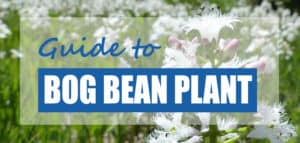 Bog Bean Facts, Care & Planting Guide (Menyanthes trifoliata) - Pond ...