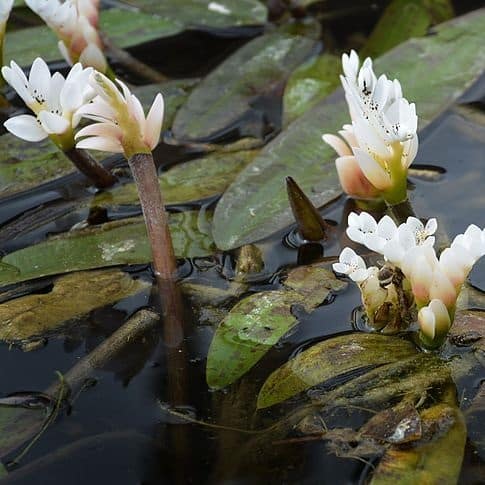 Water Hawthorn Facts Care Planting Guide Aponogeton Distachyos