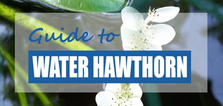 Water Hawthorn Facts, Care & Planting Guide (Aponogeton distachyos ...