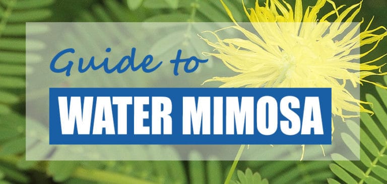 Water Mimosa Facts, Care & Planting Guide (Neptunia oleracea) - Pond ...