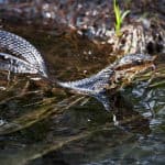 9 Ways to Get Rid of Water Snakes (Snake Repellents) - Pond Informer