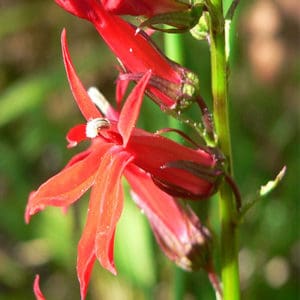 How to Plant & Grow Cardinal Flower (Lobelia cardinalis) - Pond Informer