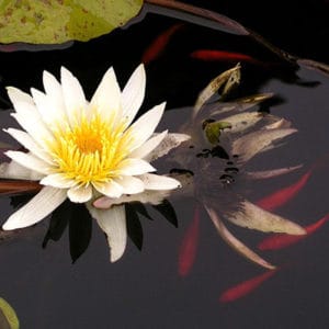 Comet Goldfish Guide (Facts, Care, Lifespan) - Pond Informer