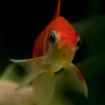 Comet Goldfish Guide (Facts, Care, Lifespan) - Pond Informer