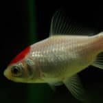 Comet Goldfish Guide (Facts, Care, Lifespan) - Pond Informer