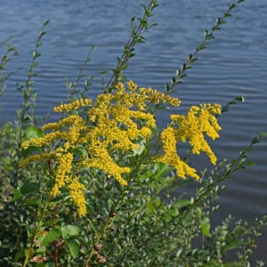 3 Best Microscopes for Koi & Ponds (Updated) - Pond Informer