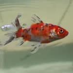 Shubunkin Goldfish Guide (Facts, Care, Lifespan) - Pond Informer