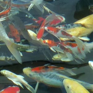 Shubunkin Goldfish Guide (Facts, Care, Lifespan) - Pond Informer