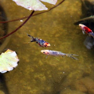 Shubunkin Goldfish Guide (Facts, Care, Lifespan) - Pond Informer