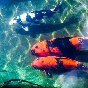 3 Best Microscopes for Koi & Ponds (Updated) - Pond Informer