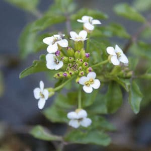 Watercress Pond Plant Growing, Care & Seeds Guide (Nasturtium ...