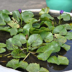10 Pond Plants for Containers, Tubs, & Patios - Pond Informer