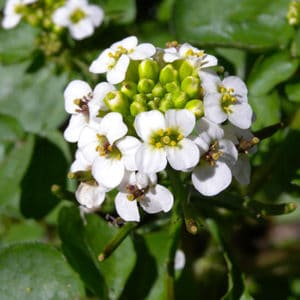 Watercress Pond Plant Growing, Care & Seeds Guide (Nasturtium ...