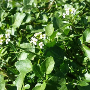 Watercress Pond Plant Growing, Care & Seeds Guide (Nasturtium ...