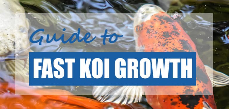 How to Make Koi Grow Faster (Maximize Koi Growth) - Pond Informer