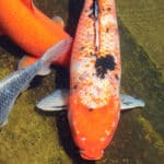 Why Is My Koi Flashing, Jumping & Flicking? (9 Reasons) - Pond Informer