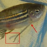 Anchor Worm Pond Treatment (7 Steps) - Pond Informer