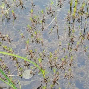 How to Plant & Grow Marsh Mermaid Weed (Proserpinaca palustris) - Pond ...