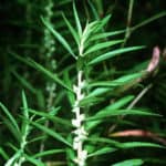 How to Plant & Grow Marsh Mermaid Weed (Proserpinaca palustris) - Pond ...