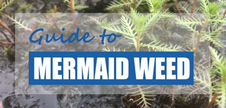 How to Plant & Grow Marsh Mermaid Weed (Proserpinaca palustris) - Pond ...