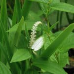 How to Plant & Grow Asian Lizard's Tail (Saururus chinensis) - Pond ...