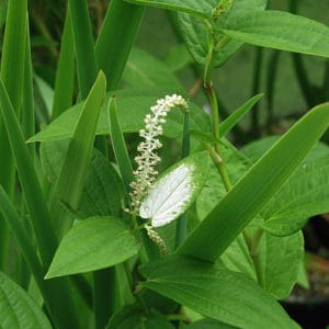 How to Plant & Grow Asian Lizard's Tail (Saururus chinensis) - Pond ...