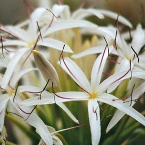 How to Plant & Grow Swamp Lily (Crinum americanum) - Pond Informer