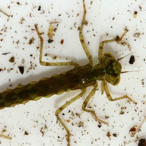 Damselfly Facts & Information (Zygoptera) - Pond Informer